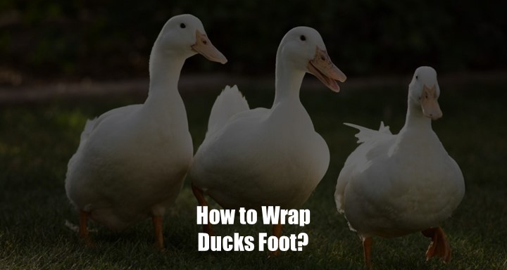 How to Wrap a Ducks Foot when It Has Bumblefoot?