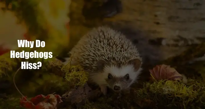 Why Do Hedgehogs Hiss? Top 5 reasons!