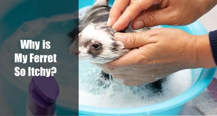 My Ferret is Itching Like Crazy - 9 Probable Causes!