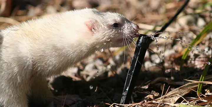 3 Reasons Why My Ferret Drinking Lots of Water!