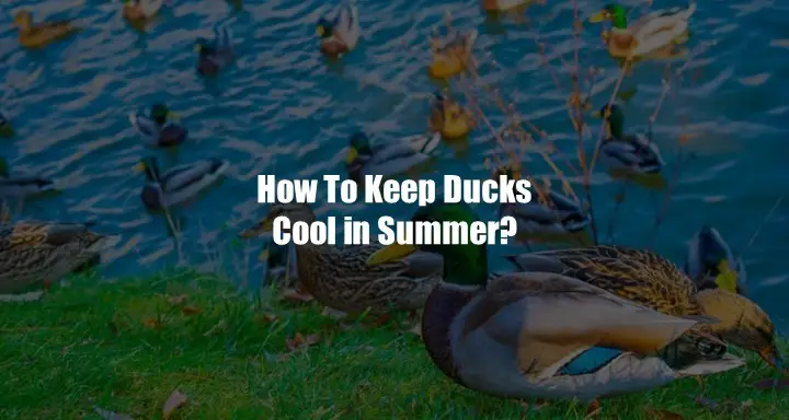 How To Keep Ducks Cool in Summer: 5 Methods to Remember