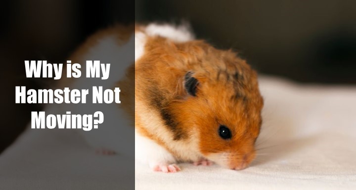 Why is My Hamster Not Moving? 6 Reasons Why!