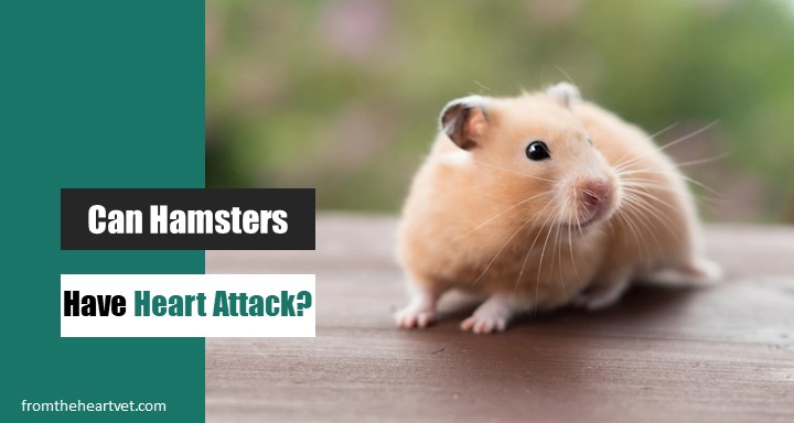 Can a Hamster Have a Heart Attack? Discover the Truth!