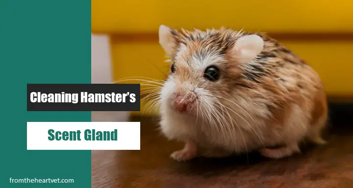Cleaning a Dwarf Hamster’s Scent Gland: 3 Easy Steps!