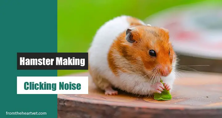 Hamster Making Clicking Noise Sounds And Their Meaning hamster-making-clicking-noise-sounds-and-their-meaning