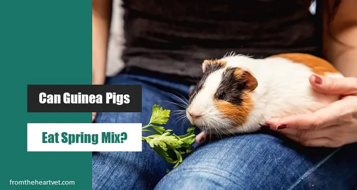 Can Guinea Pigs Eat Spring Mix? [Explained]