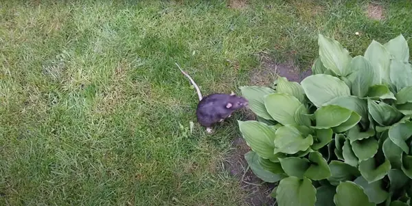 Debunking Myths of Do Rats Eat Grass?