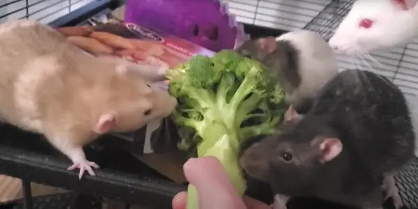 Can Rats Eat Broccoli? [Truth Exposed]