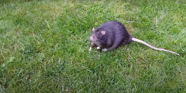 Debunking Myths of Do Rats Eat Grass?