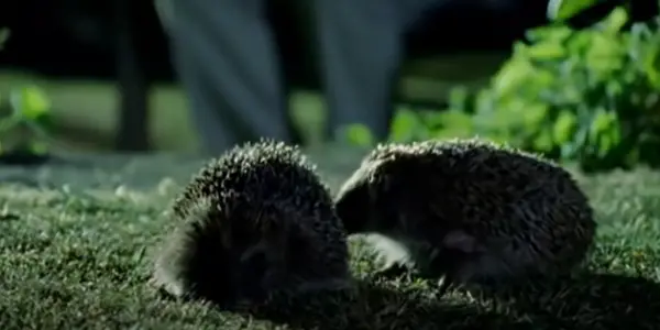 How Do Hedgehogs Mate? [Everything You Need To Know]