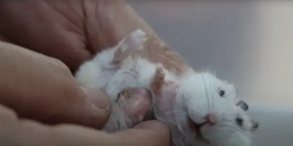 My Hamster Has a Tumor How Long Until She Died?