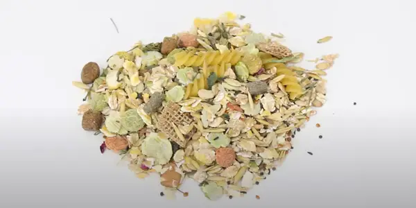 Debunking Myths of Do Rats Eat Grass?