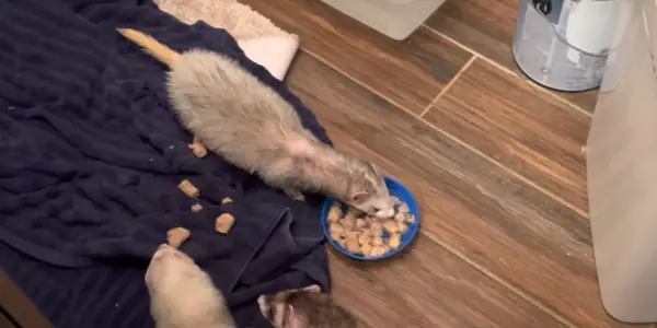 How To Cure A Ferret Rat Tail? [A Complete Guide]