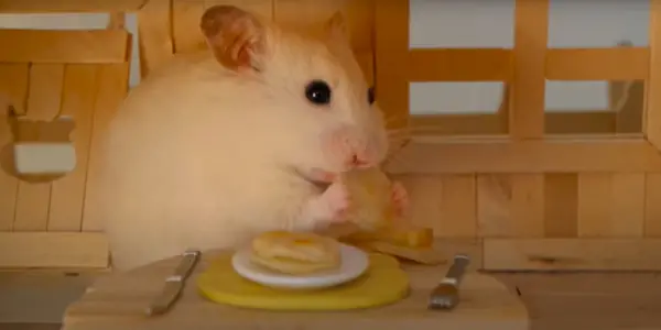 Can Hamsters Eat Pancakes? Let’s Find Out!