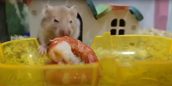 Can Hamsters Eat Shrimp? (Dried, Raw, Boiled, or Fried)