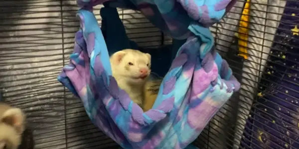 How To Make A Ferret Hammock Out Of A Pillowcase?