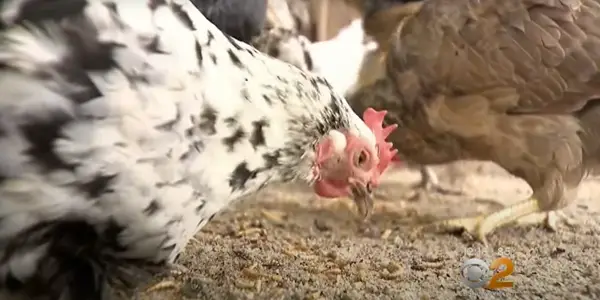 Can Chickens Get Ticks? [Debunked]