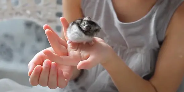 Why Are Hamsters so Fragile (Safe Way to Hold Hamsters)