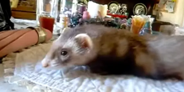 Ferret Vomiting But Acting Normal: Is It a Problem?