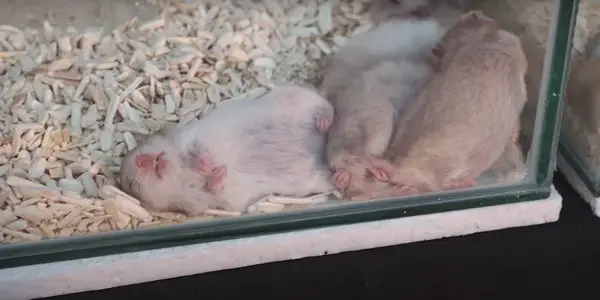 Why is My Hamster Not Moving? 6 Reasons Why!