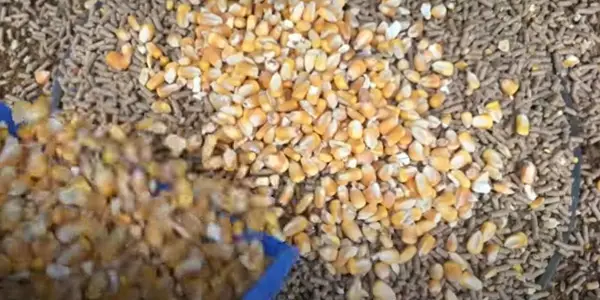 Can Chickens Eat Whole Kernel Corn? - Find Out Here!