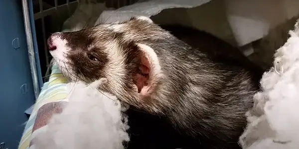 Why Does My Ferret Keep Sneezing? 12 Reasons!