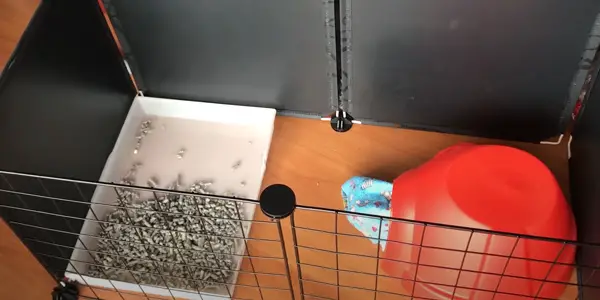 How To Potty Train A Hedgehog? [3 Easy Steps]