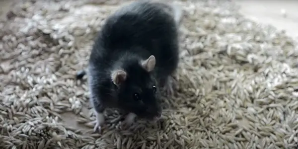 Why Is Rat Making Grunting Noises? [Shocking Truth]