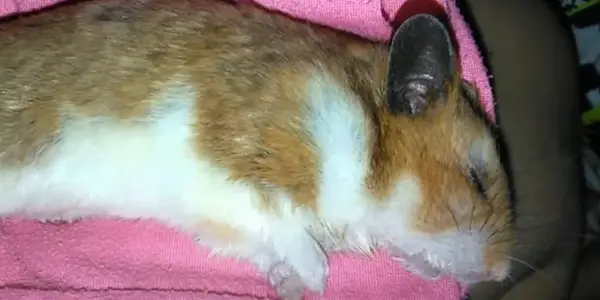 Can Hamsters Die from Being Scared?- Explained!