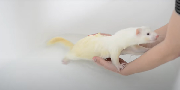 Will an Air Purifier Help With Ferret Smell? [Answered]