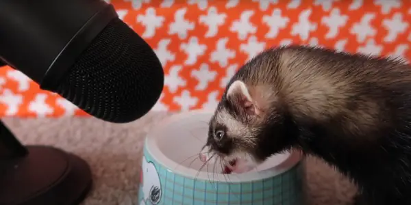 3 Reasons Why My Ferret Drinking Lots of Water!